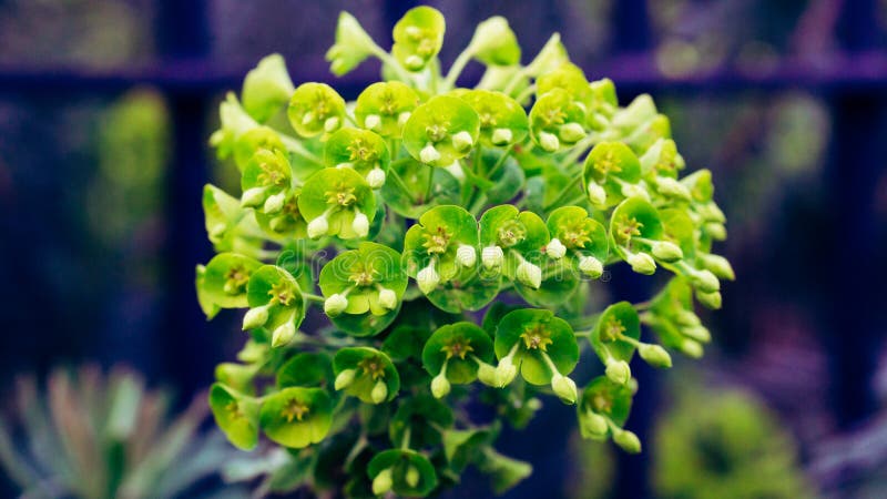 Green and Yellow Round Shaped Flower in London Stock Image - Image of ...