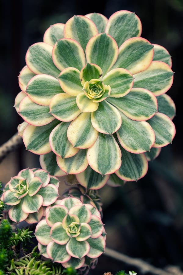 Round Succulent Plant stock image. Image of sharp, spine - 34959095