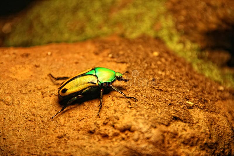 Green-Yellow Scarab Beetle stock image. Image of life - 14589387