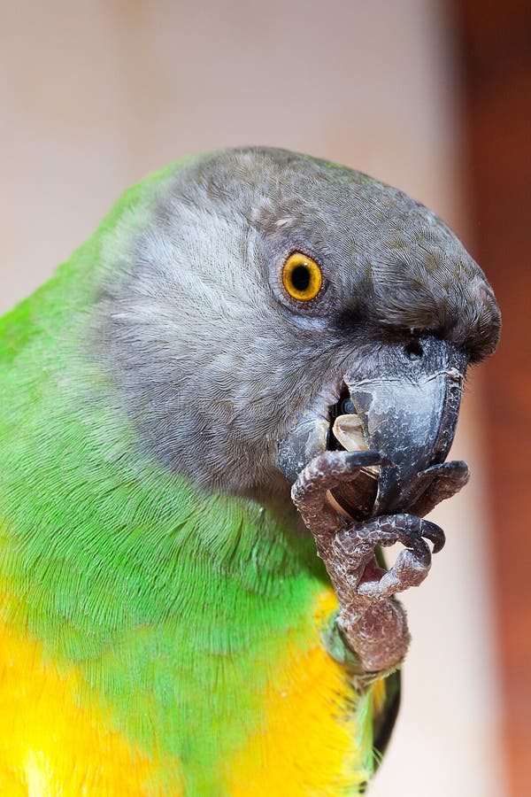 Green and Yellow Senegal Parrot Closeup Stock Photo - Image of animal ...