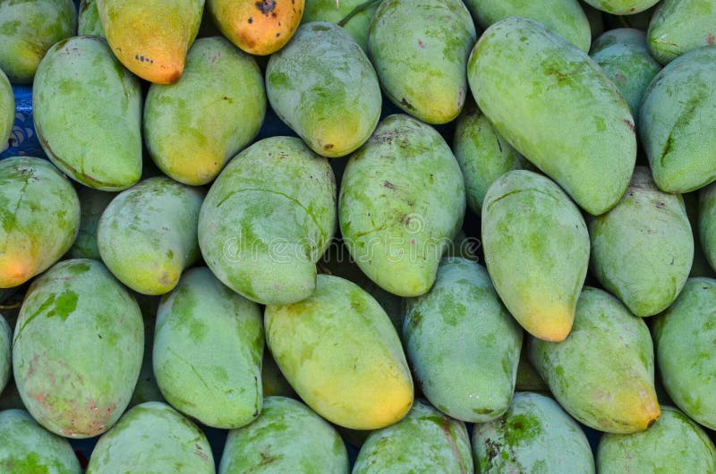 Green and Yellow Shells of Ripe Mangoes Stock Image - Image of skin ...