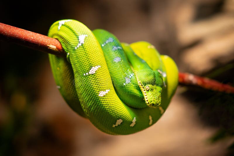 Green Yellow Snake stock photo. Image of dangerous, reptile - 142170482