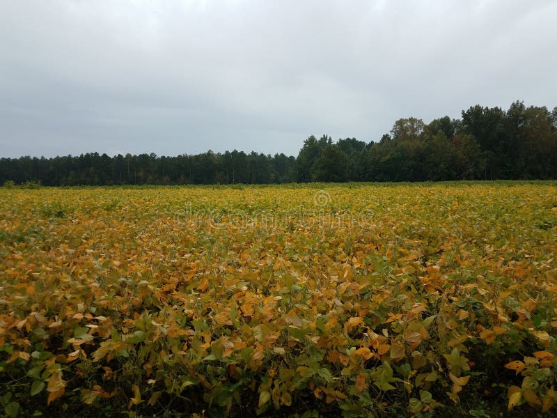 Green and Yellow Soybean Crop Field or Farm Stock Image - Image of ...