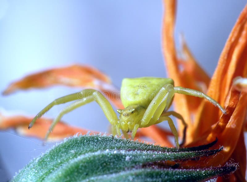 Green yellow spider stock image. Image of spider, cute - 83710959