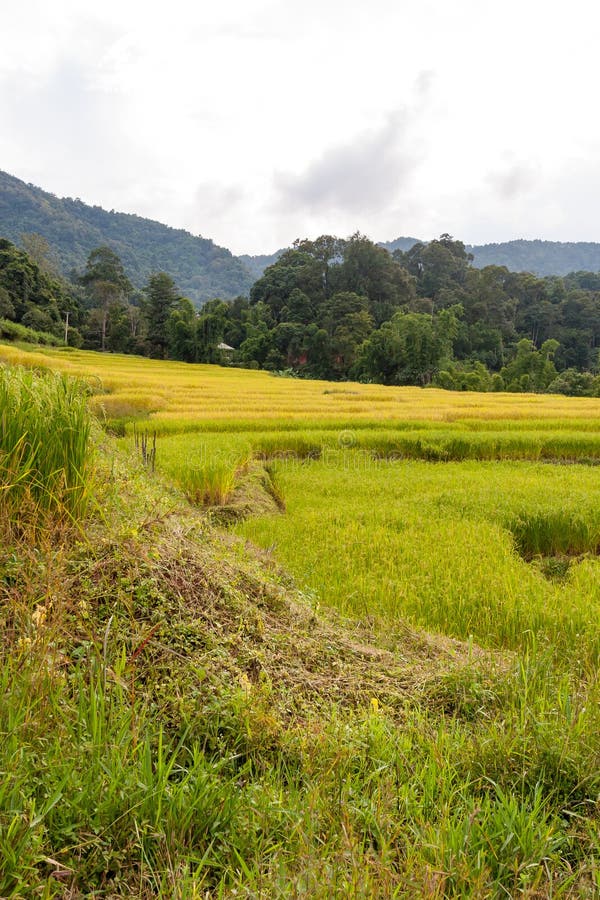 738 Step Rice Farming Plantation Photos - Free & Royalty-Free Stock ...