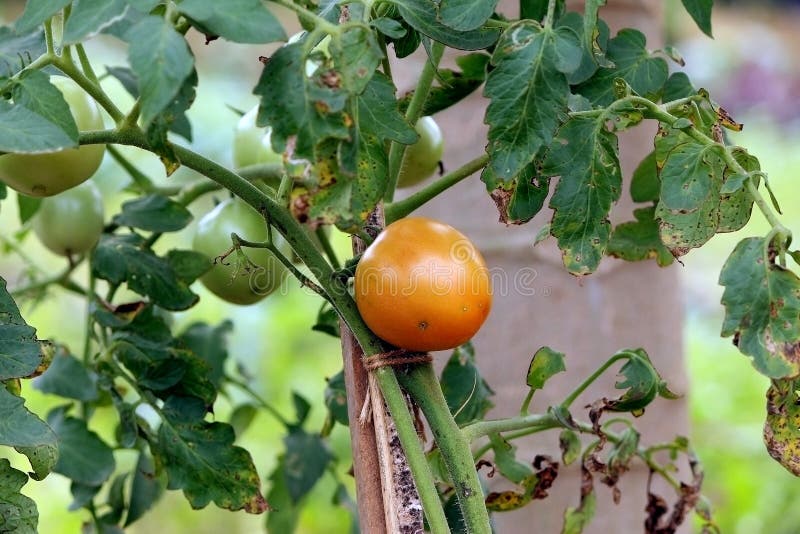 Tomatoes growing on trees stock image. Image of tree - 151839355