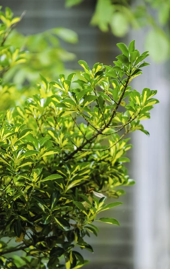 Green Yellow Tree Bush Leaves Stock Image - Image of card, copy: 145377801