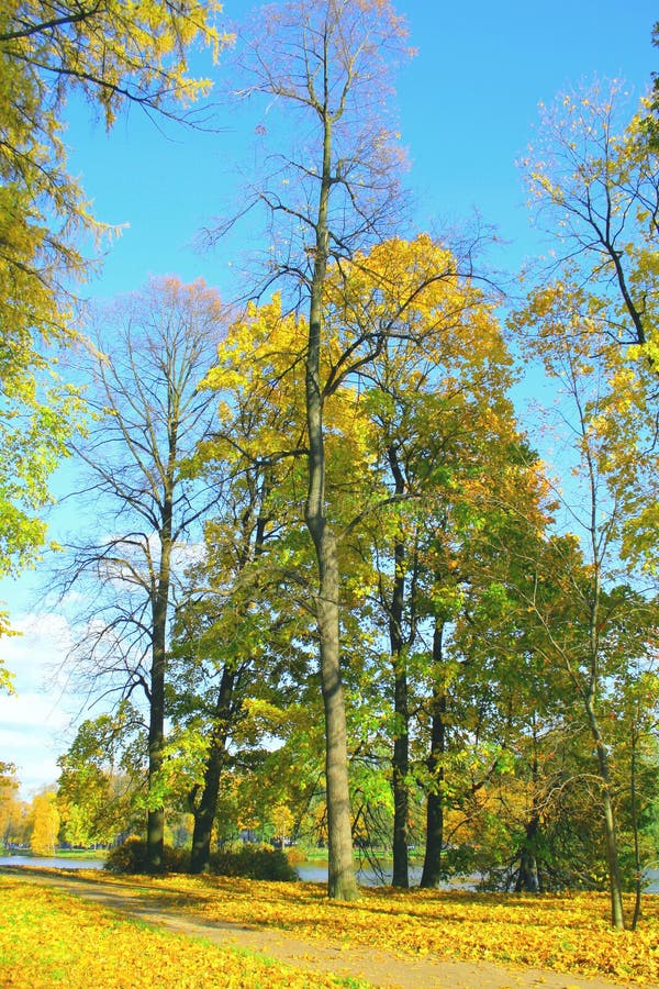 Green and yellow trees stock photo. Image of magic, organic - 10240704