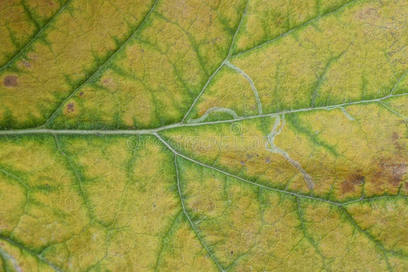 Vegetative Texture from a Piece of a Dry Large Leaf on Burdock Stock ...