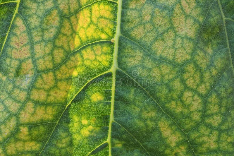 Vegetative Texture from a Piece of a Large Leaf Stock Image - Image of ...