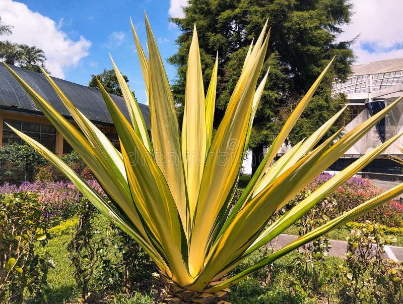 Green and Yellow Yucca Plant with Hedge Behind Stock Image - Image of ...