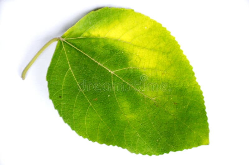 Single leafe stock photo. Image of leafe, black, single - 122547912