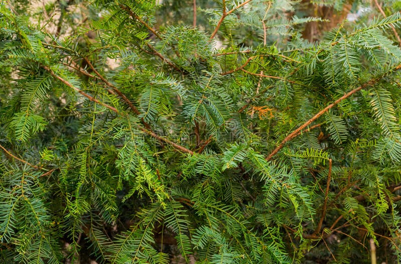 Yew Tree Conifer Emerald Flat Needles Christmas Background Stock Photo ...
