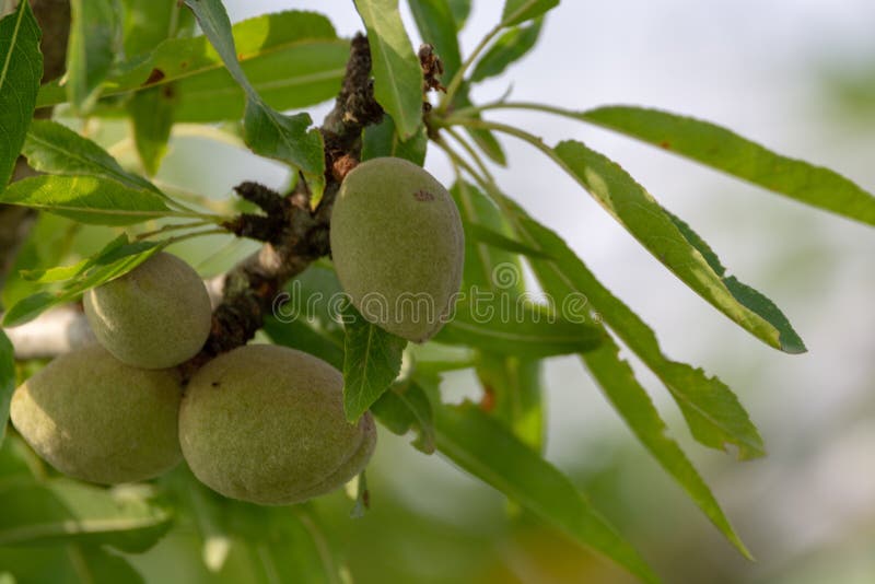 Green Young Almonds Nuts Growing on Almond Tree Stock Photo - Image of ...