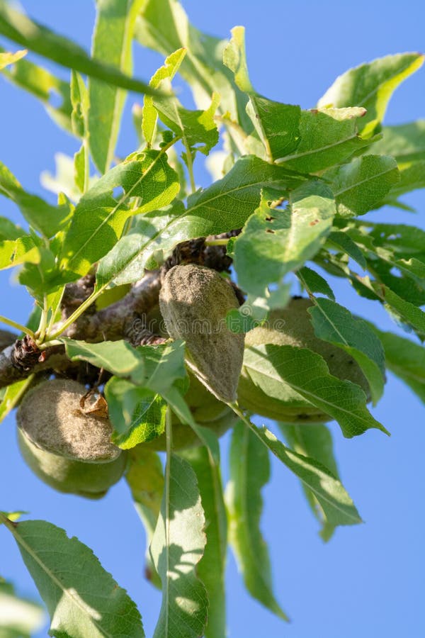 Green Young Almonds Nuts Growing on Almond Tree Stock Photo - Image of ...