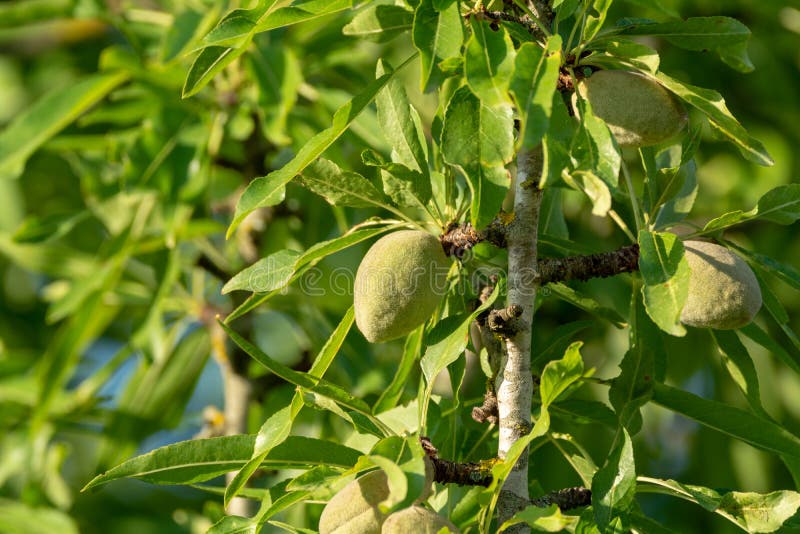 Green Young Almonds Nuts Growing on Almond Tree Stock Photo - Image of ...