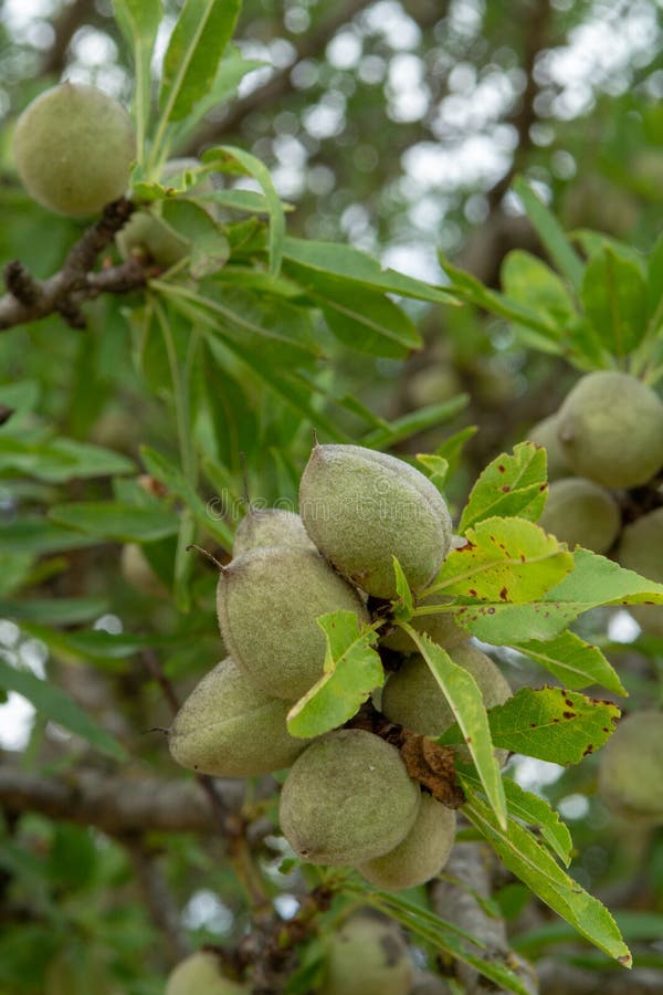 Young Almonds trees stock photo. Image of soils, long - 19677156