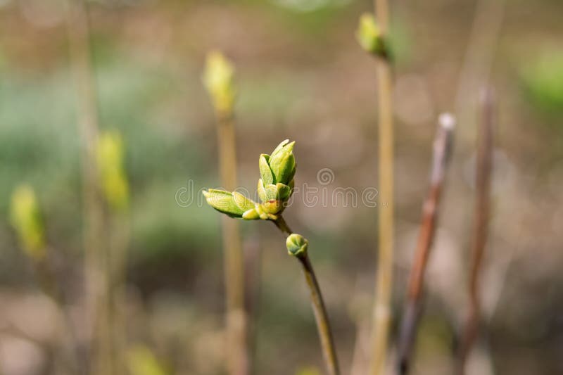 Green Young Buds on a Tree Branch Stock Image - Image of april, march ...