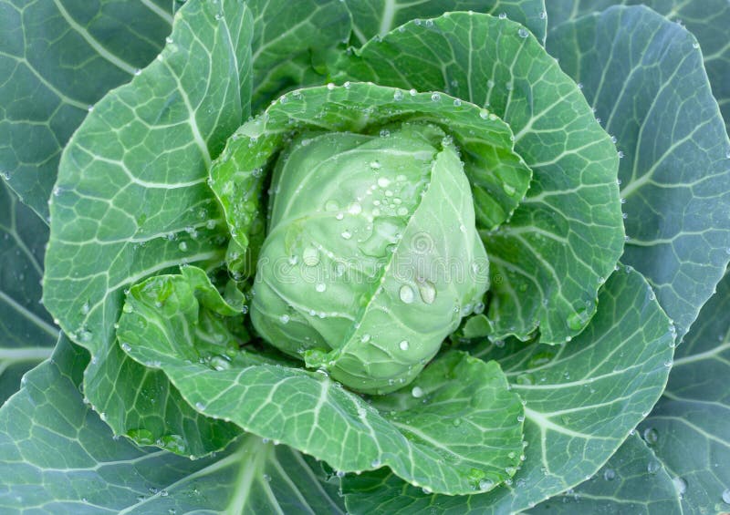 Green Young Cabbage Growing in the Garden. Harvesting Cabbage Stock ...