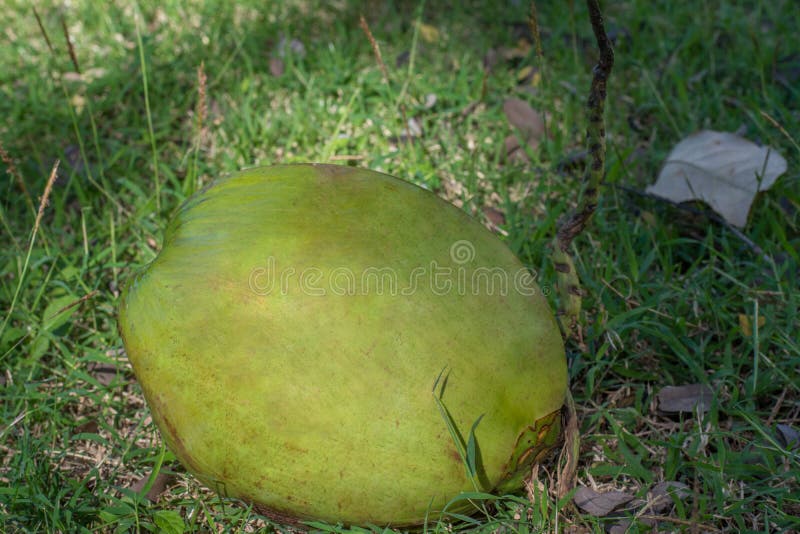 Green Young Coconut on the Green Lawn in the Garden Stock Photo - Image ...