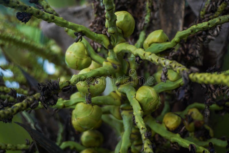 Green Young Coconut Shoots on Tree Stock Photo - Image of life, eating ...
