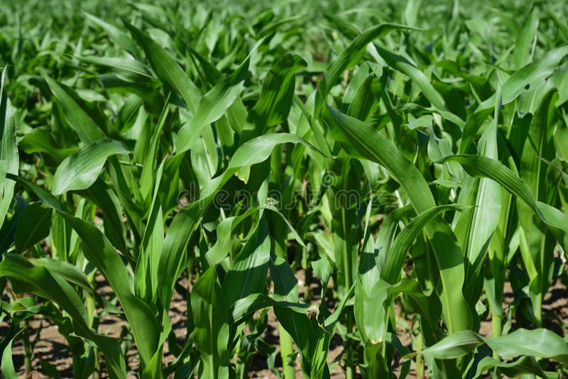 Green Young Fern Grows in Nature in Spring Against a Green Background ...