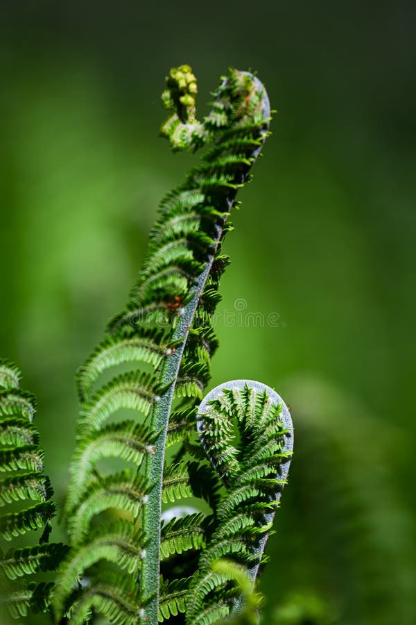 Green Young Fern Shoots in Summer Stock Image - Image of closeup ...