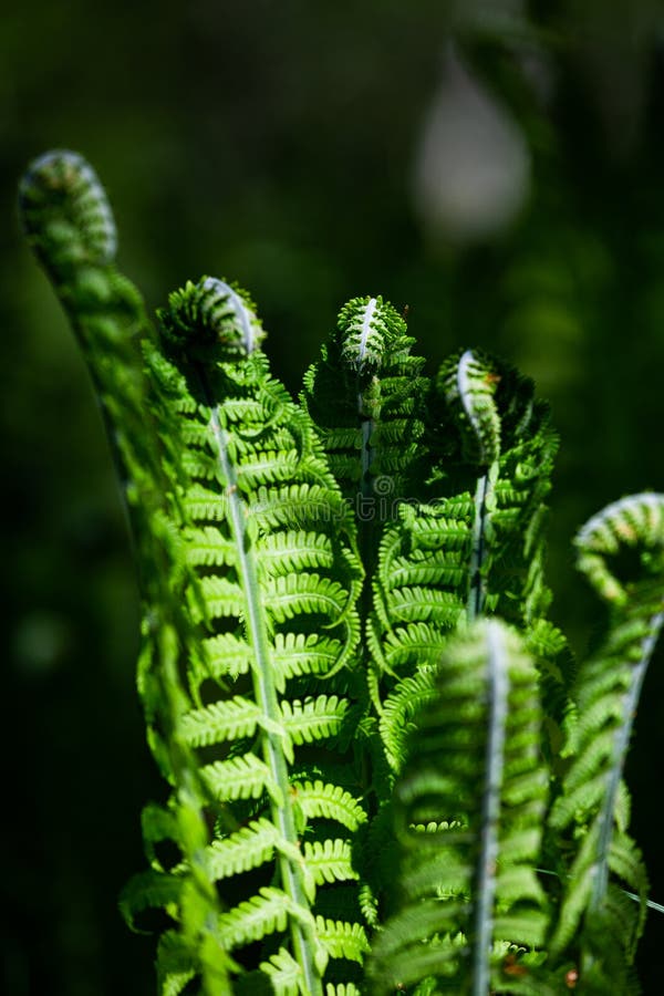 Green Young Fern Shoots in Summer Stock Photo - Image of botany ...