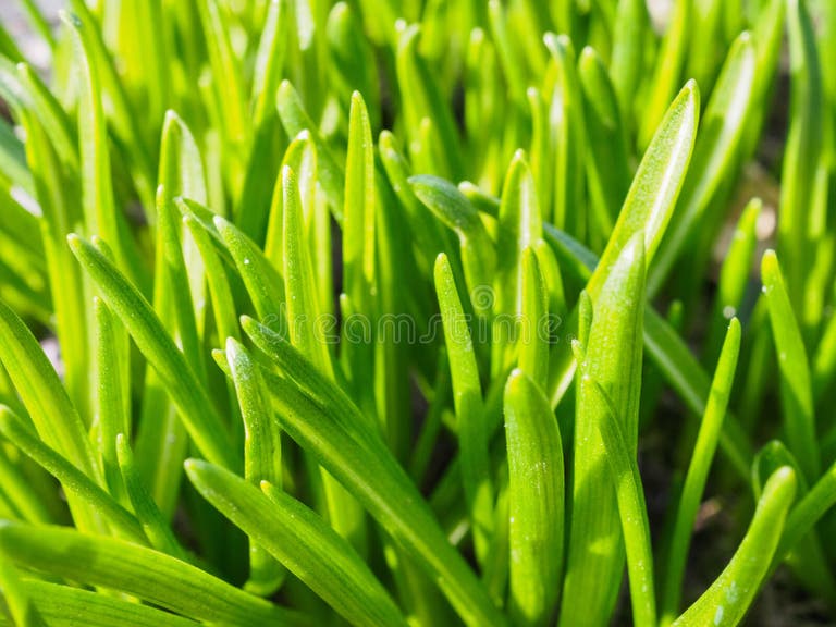 Green Young First Grass in Spring. View from Above Stock Photo - Image ...