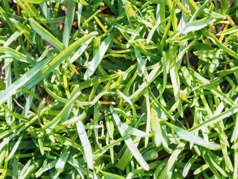 Green Young First Grass in Spring. View from Above Stock Image - Image ...