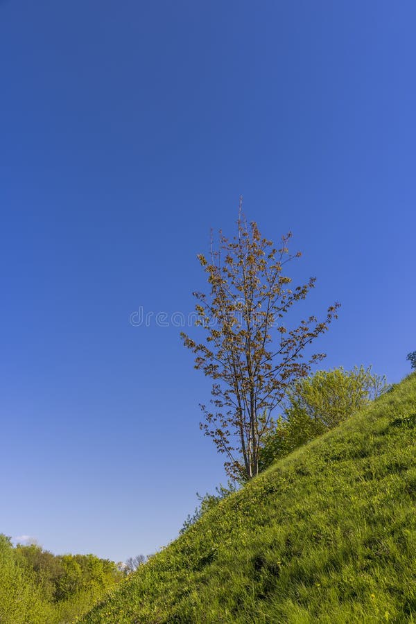 Green Young Foliage of Spring Maples Stock Image - Image of bright ...