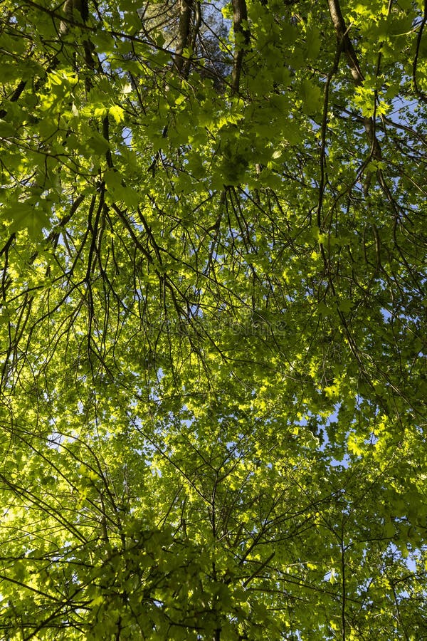 Green Young Foliage of Spring Maples Stock Photo - Image of abstract ...