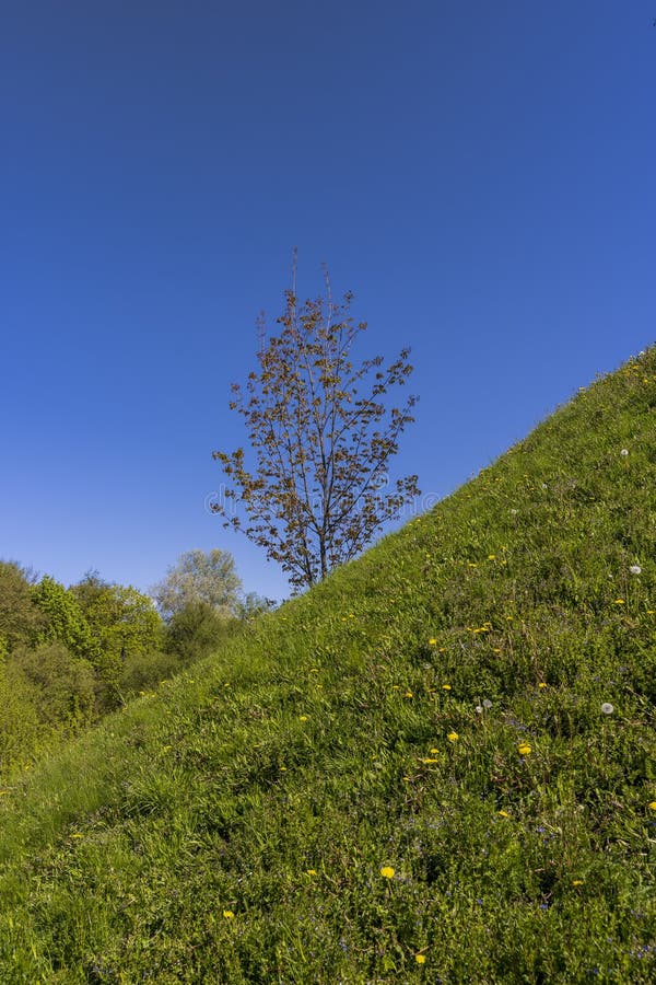 Green Young Foliage of Spring Maples Stock Photo - Image of bright ...