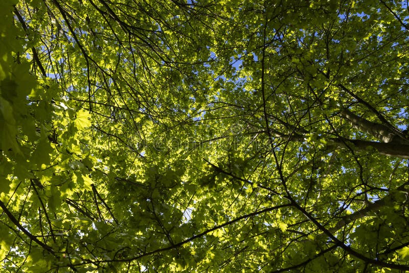 Green Young Foliage of Spring Maples Stock Photo - Image of outdoor ...