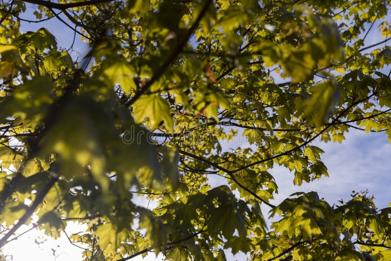 Green Young Foliage of Spring Maples Stock Image - Image of springtime ...