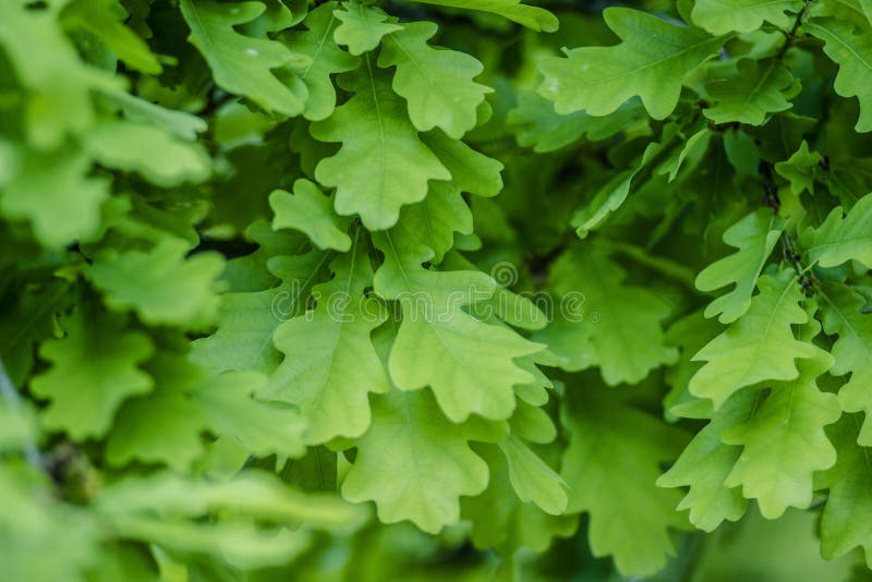 Young oak leaves in spring stock photo. Image of lush - 24671910