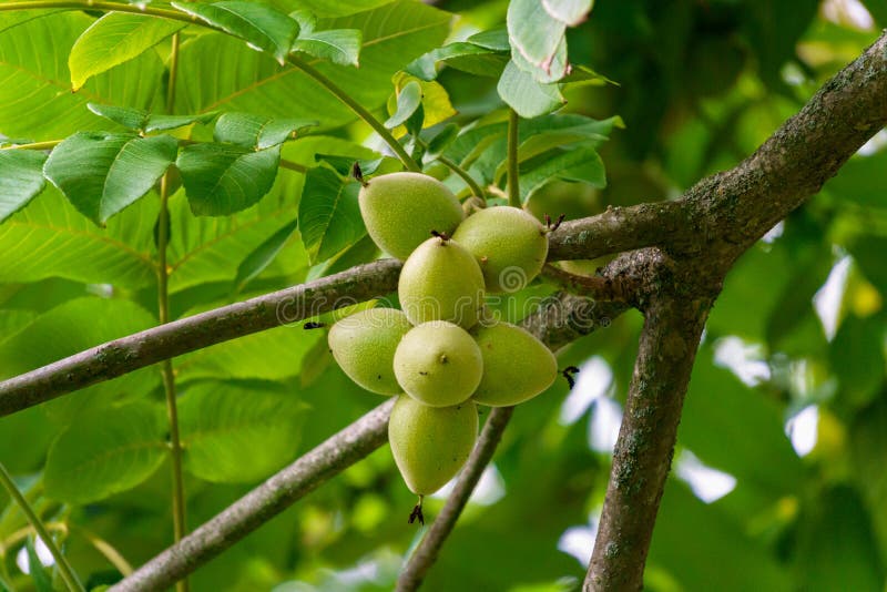 Green Young Fruits of a Walnut in a Green Shell on a Tree Stock Photo ...