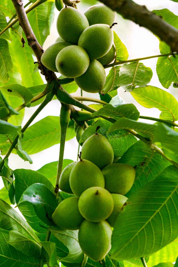 Green Young Fruits of a Walnut in a Green Shell on a Tree Stock Image ...