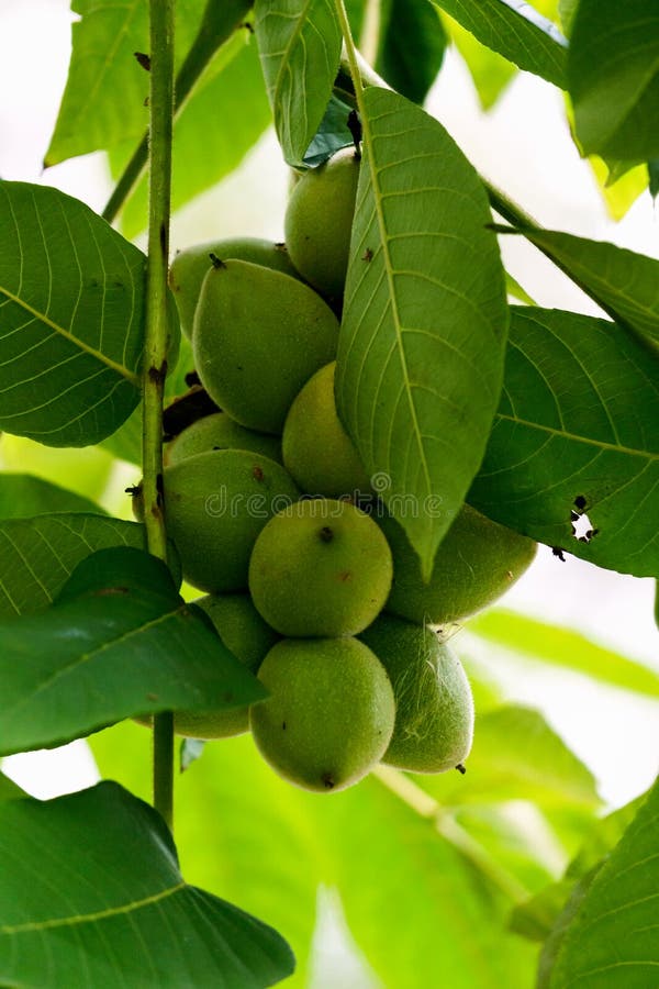 Green Young Fruits of a Walnut in a Green Shell on a Tree Stock Photo ...