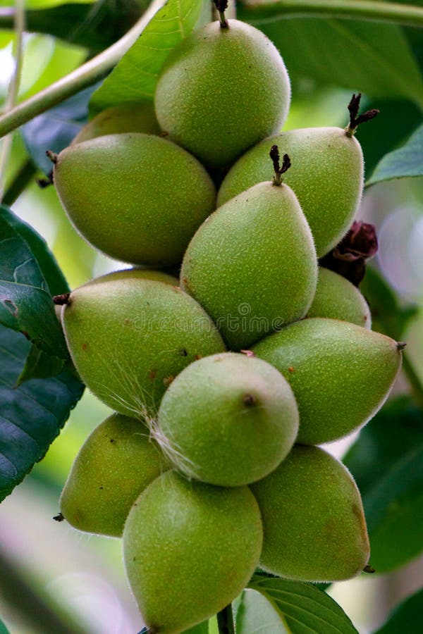 Green Young Fruits of a Walnut in a Green Shell on a Tree Stock Photo ...