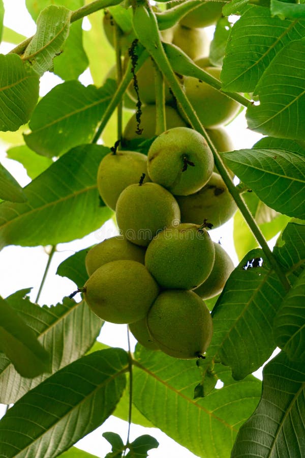 Green Young Fruits of a Walnut in a Green Shell on a Tree. Stock Photo ...
