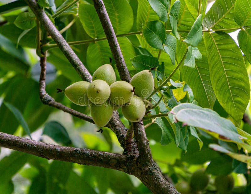Green Young Fruits of a Walnut in a Green Shell on a Tree. Stock Image ...