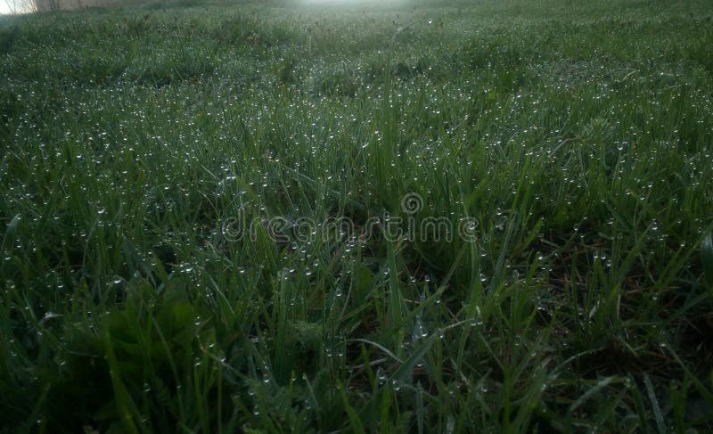 Green Young Grass in the Dew on a Spring Morning, Dark Shot. Stock ...