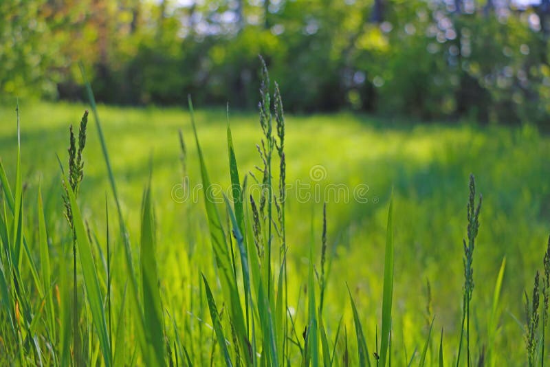 Green Young Grass Grows in the Park in Spring Stock Image - Image of ...