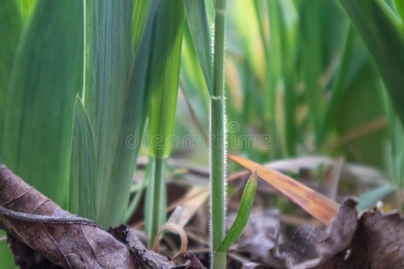 Green Young Grass Leaves Growing in Spring Closeup Stock Photo - Image ...