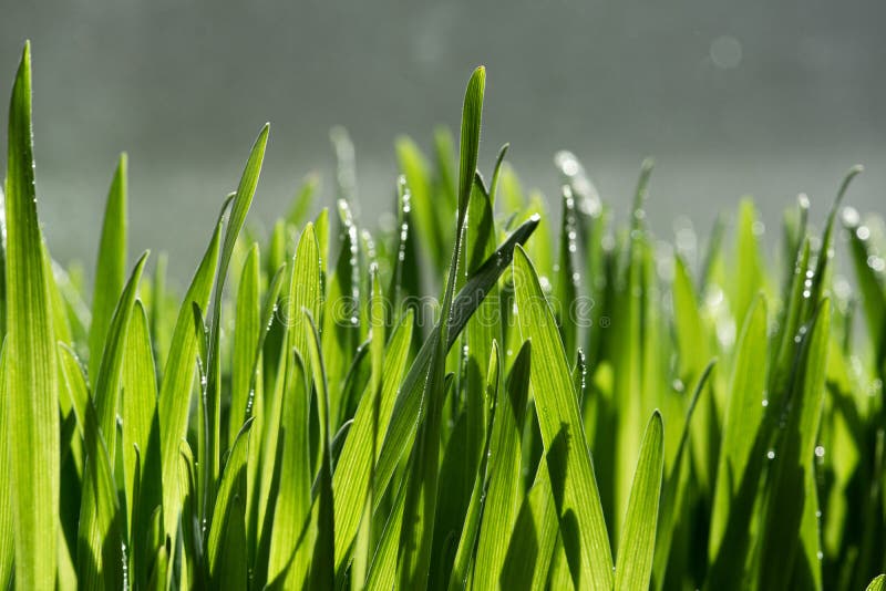 Green Young Grass in the Rain Stock Photo - Image of nature, drop ...