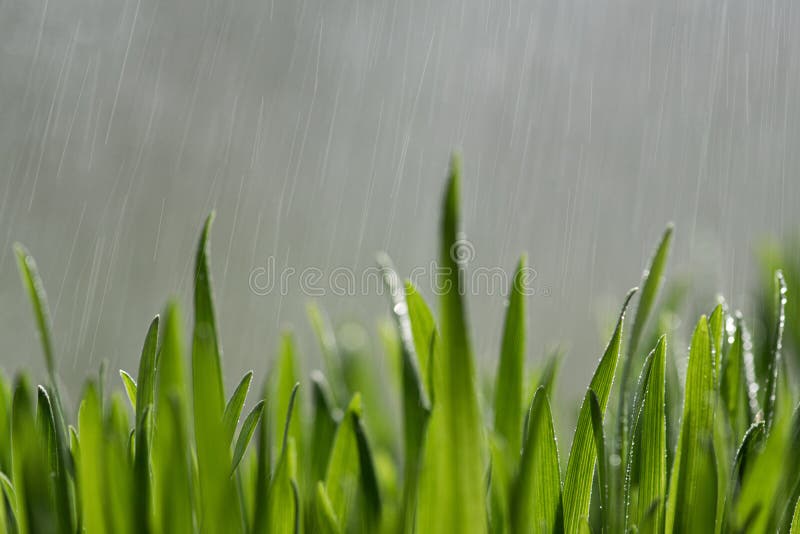 Green Young Grass in the Rain Stock Image - Image of season ...