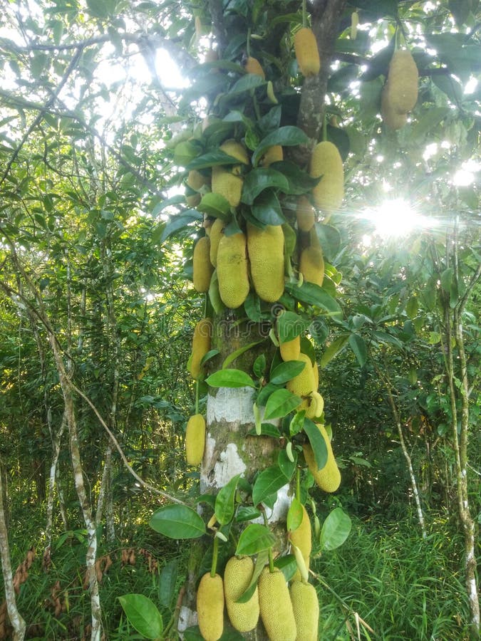 Green Young Jackfruit Texture in the Village 2 Stock Image - Image of ...