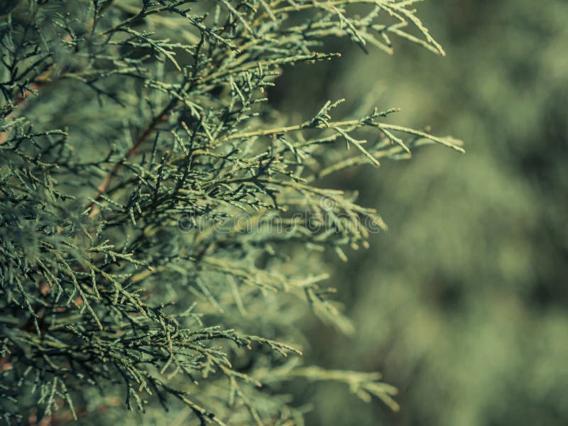 Green Young Juniper Branches Close-up. Background with Juniper Branches ...