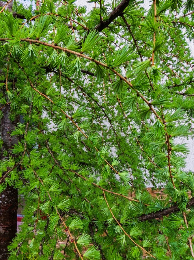Green Young Larch Needles on Branches in Spring Stock Photo - Image of ...